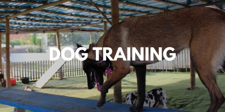 Dog Training – The Dog Club