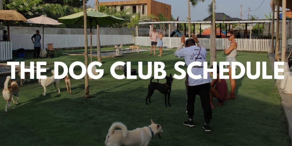 Our Schedule – The Dog Club