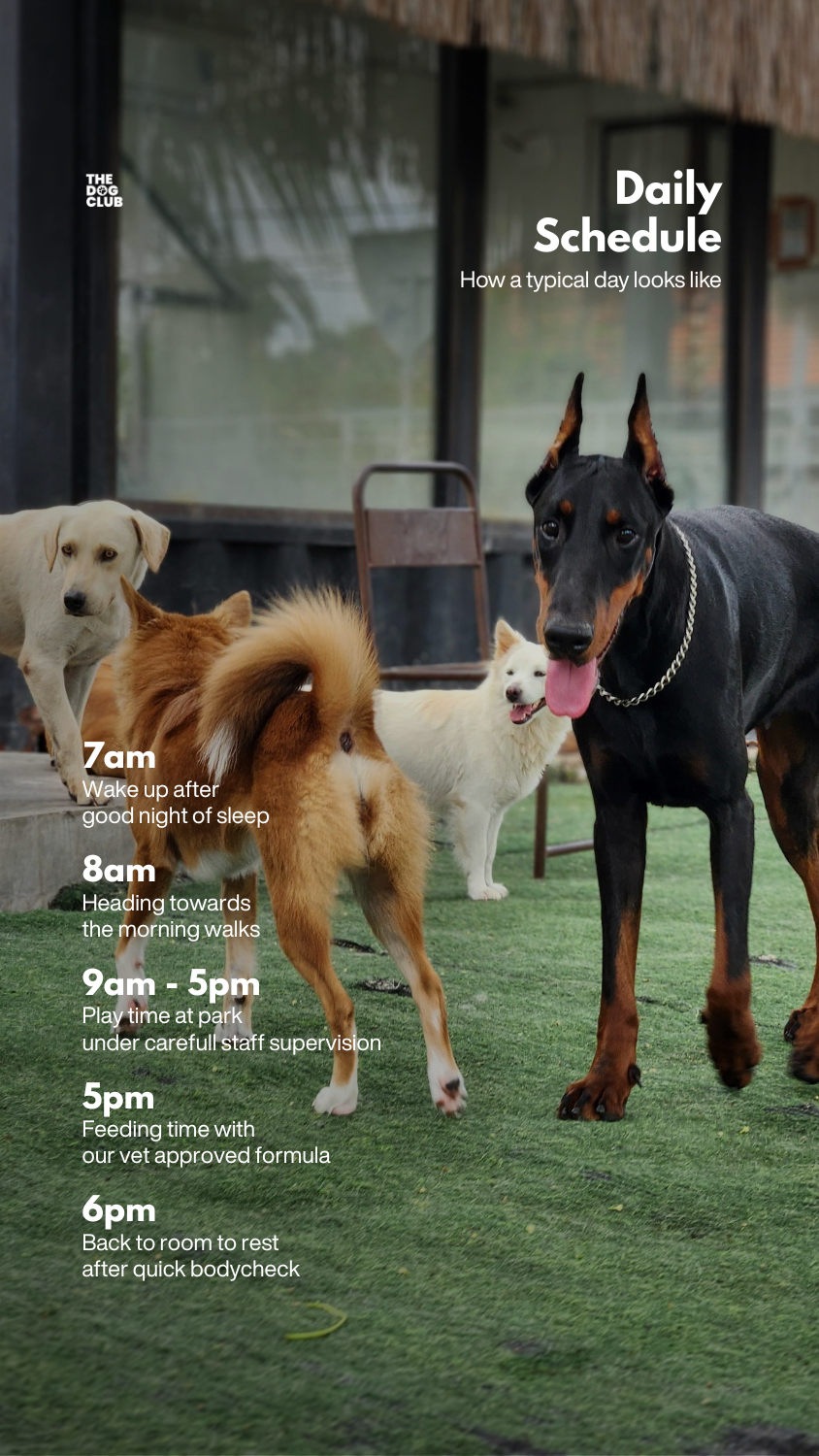 The Dog Club